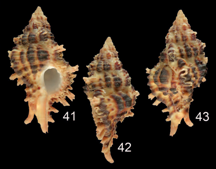 Muricidae – Dr. Chong CHEN